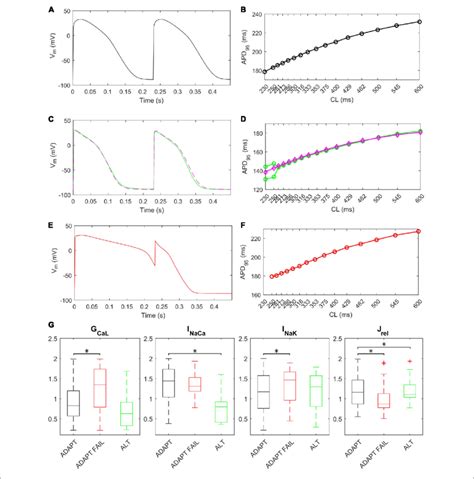 Repolarization Abnormalities Alternans Action Potentials Aps At