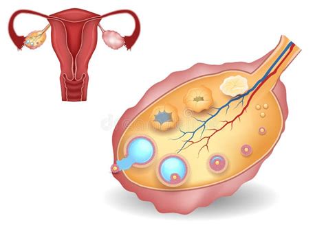 Ovary Detailed Follicular Development And Uterus Stock Vector