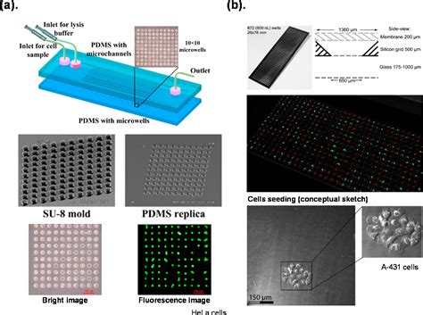 Figure 1 From Digital Microfluidics For Manipulation And Analysis Of A