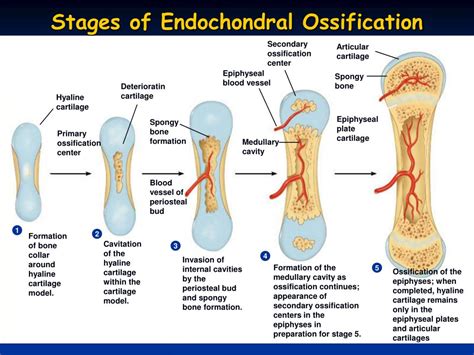 Endochondral Ossification Diagram