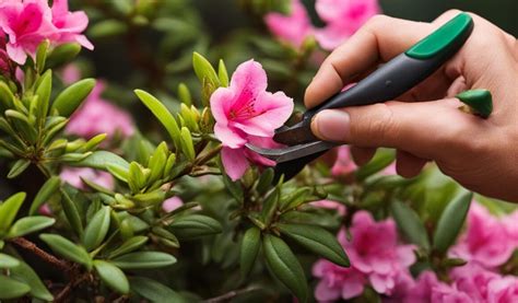 How To Propagate Azaleas