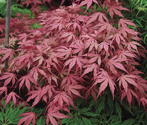 The Best Japanese Maples Finegardening Japanese Maple Japanese