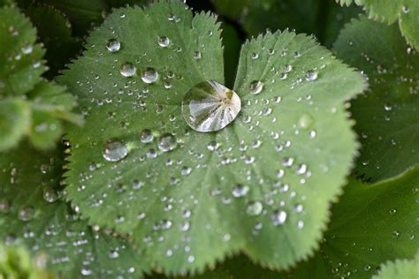 Free Images Nature Dew Leaf Flower Raindrop Frost Green Botany