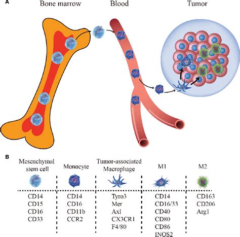 Figure 1 From The Role Of Macrophages Mediated Communications Among
