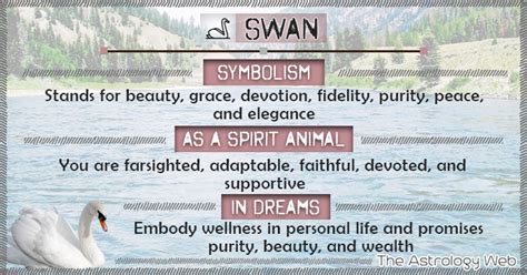 Swan Meaning And Symbolism The Astrology Web