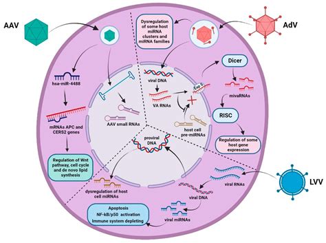 Ijms Free Full Text Mirna Pathway Alteration In Response To Non