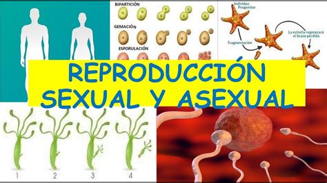 ¿cÓmo Se Reproducen Los Seres Vivos 👬🧞sexual🦠asexual🐙🌵🌴meiosis Y