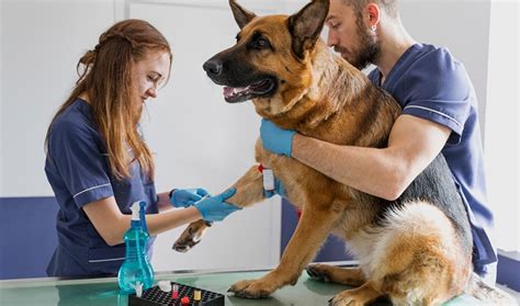 Funciones Auxiliar De Veterinaria Sus Tareas Principales Campus Training