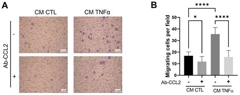 Antioxidants Free Full Text Tnf Alpha Promotes An Inflammatory