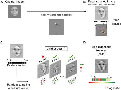 frontiers diagnostic features for human categorisation of adult and