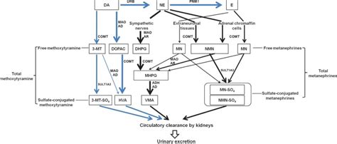 Figure 1 [metabolic Pathway Of Catecholamines 3 Mt