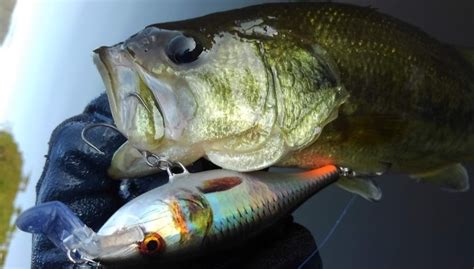 バス釣り動画を観て釣り方を学びたい！おすすめ動画を選んでみた｜釣りまとめアンテナ