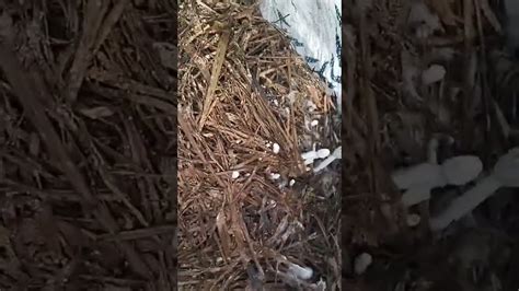 Cara Budidaya Jamur Janggel Dengan Cepat Media Jerami Youtube