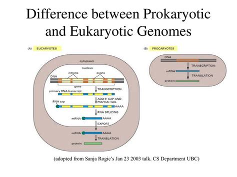 Eukaryotic Genome Structure