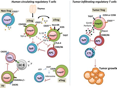 Human Foxp3 T Regulatory Cell Heterogeneity Mohr 2018 Clinical