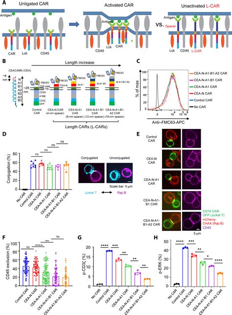 Size Dependent Activation Of Car T Cells Science Immunology