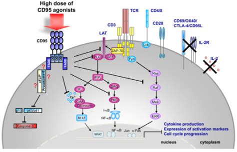 Cd95l Expressing Apc Down Modulate T Cell Responses Hi Open I