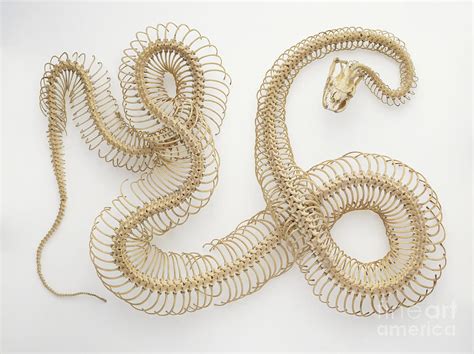 python skeleton photograph by colin keates dorling kindersley