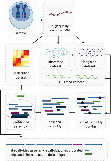 Introduction – Genome Assembly