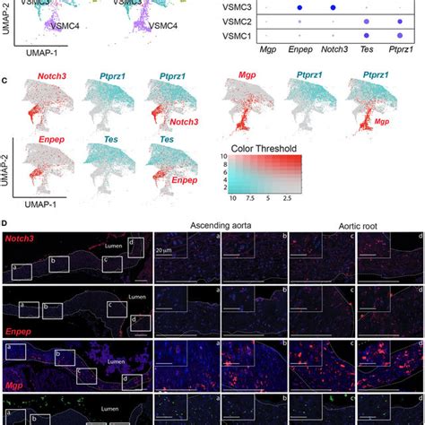 Single Cell Transcriptomic Analysis Reveals Four Subpopulations Of