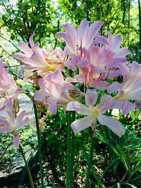 Growing Success With The Stunning Naked Lady Hubpages