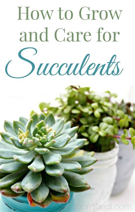How To Grow And Care For Succulents Mom 4 Real Succulents