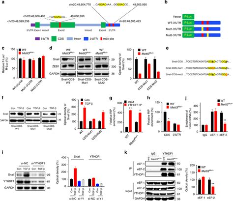 M⁶a Methylated Cds Regulates Translation Of Snail A Schematic