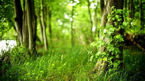 Forest Wallpaper 1920x1080 Wallpapersafari