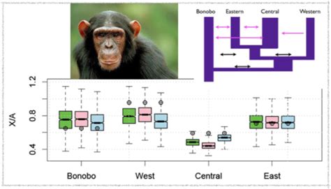 population genomics anthropology and human genetics lmu munich
