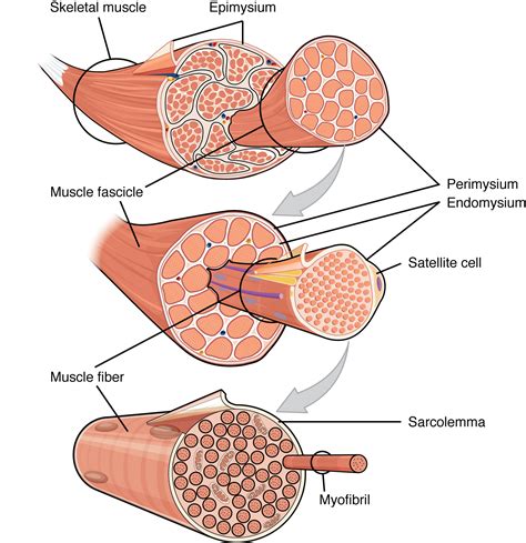 7 2 Skeletal Muscle Introduction To Human Biology