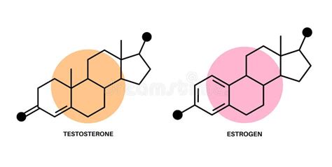 Testosterone Estrogen Level Stock Vector Illustration Of Chart Cycle