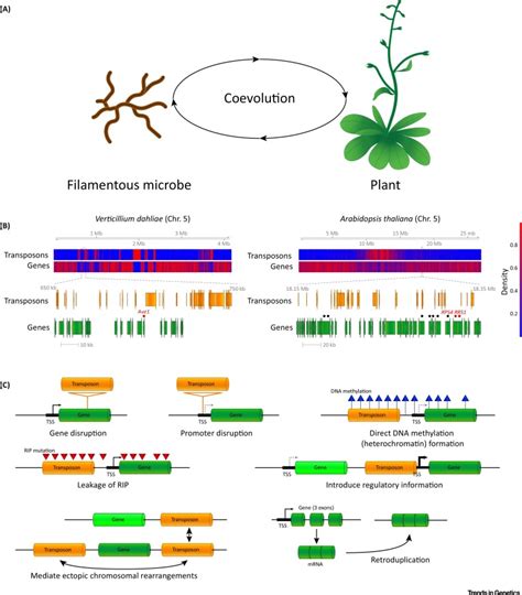 Transposable Elements Direct The Coevolution Between Plants And