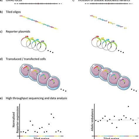 Experimental Overview Of Massively Parallel Reporter Assays Mpras