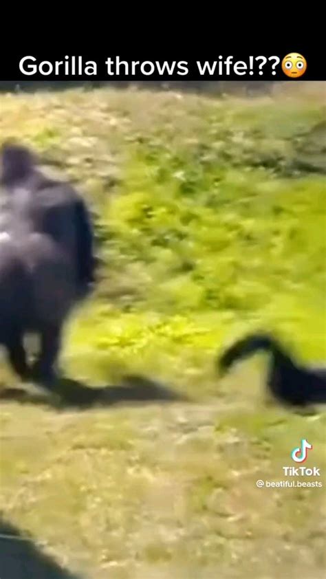 Gorilla Throws His Wife W2s