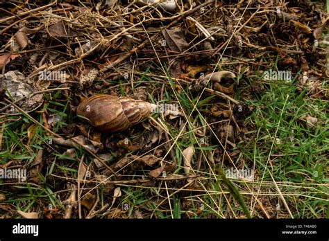 Achatina Fulica The African Giant Snail On The Ground Outside Shell