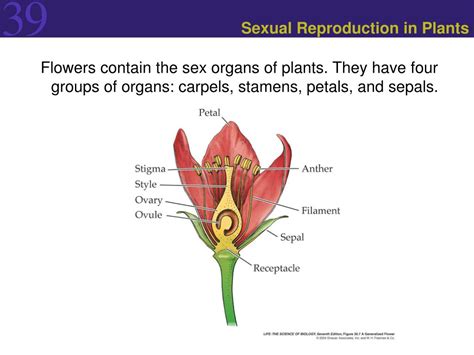 Ppt Reproduction In Flowering Plants Powerpoint Presentation Free