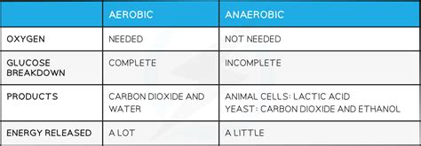 Edexcel Igcse Biology Double Science 复习笔记 2 6 2 Types Of Respiration