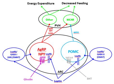 Neuroendocrine Control Of Body Energy Homeostasis Endotext Ncbi
