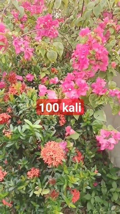 Ucapkan Subhanallah Dapat 1000 Kebaikan Viral Shortvideo Fypシ