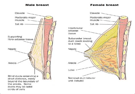 Difference Between Male And Female Breast [24] Download Scientific Diagram