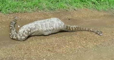 last supper as python dies after biting off more than it can chew with