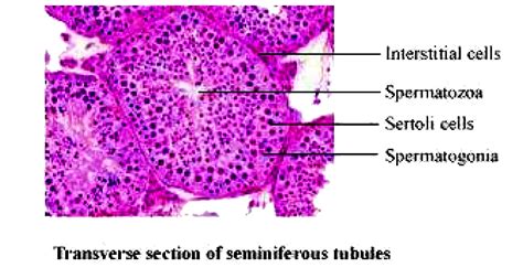 Describe The Structure Of A Seminiferous Tubule Sarthaks Econnect