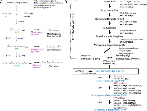 Pathway Of Terpene Biosynthesis A Ipp And Dmapp Are First Formed