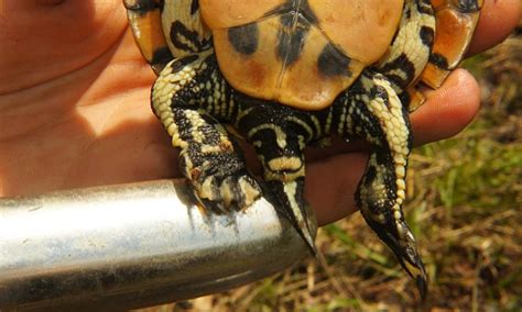australian researchers are using vibrators to sex turtles daily mail