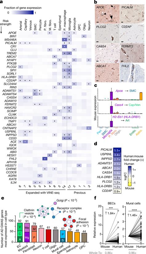 Gwas Disease Variants Are Enriched In The Human Brain Vasculature A