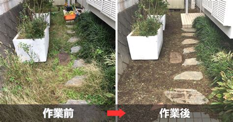 雑草が木になる前に！アカメガシワの駆除方法を解説 Kusakaroo｜くさかるー