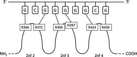 Dna And Rna Binding By The Wilms Tumour Gene 1 Wt1 Protein Kts And