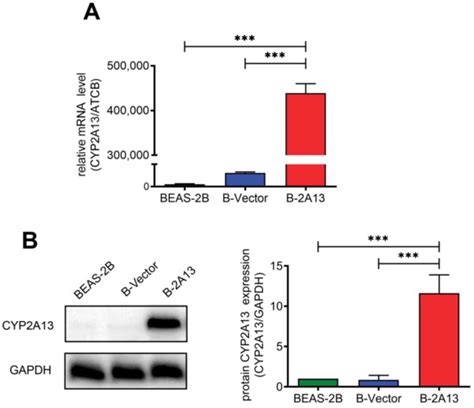 Molecules Free Full Text Nicotine Inhibits The Cytotoxicity And