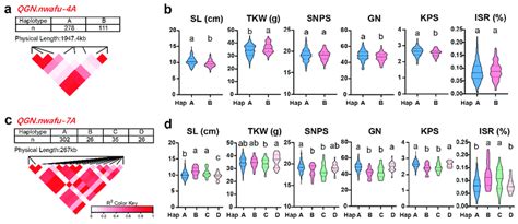 Variations In Haplotypes Of Five Qtls Controlling Spike Related Traits