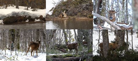 huemul recently marked with radios in argentina protected